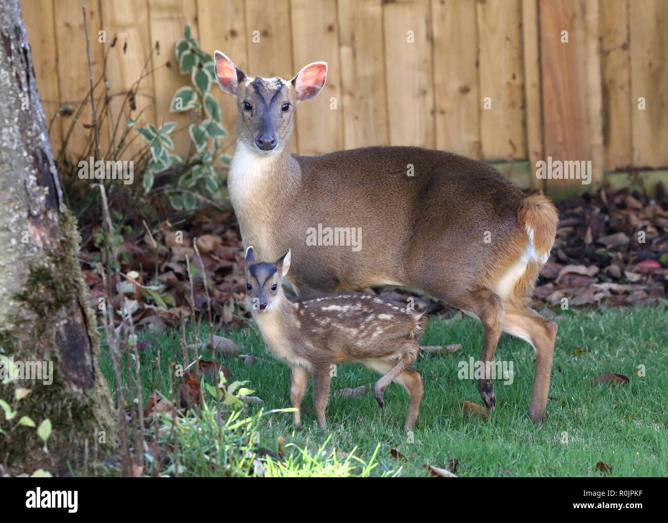 Muntjac fawn hi-res stock photography and images - Alamy