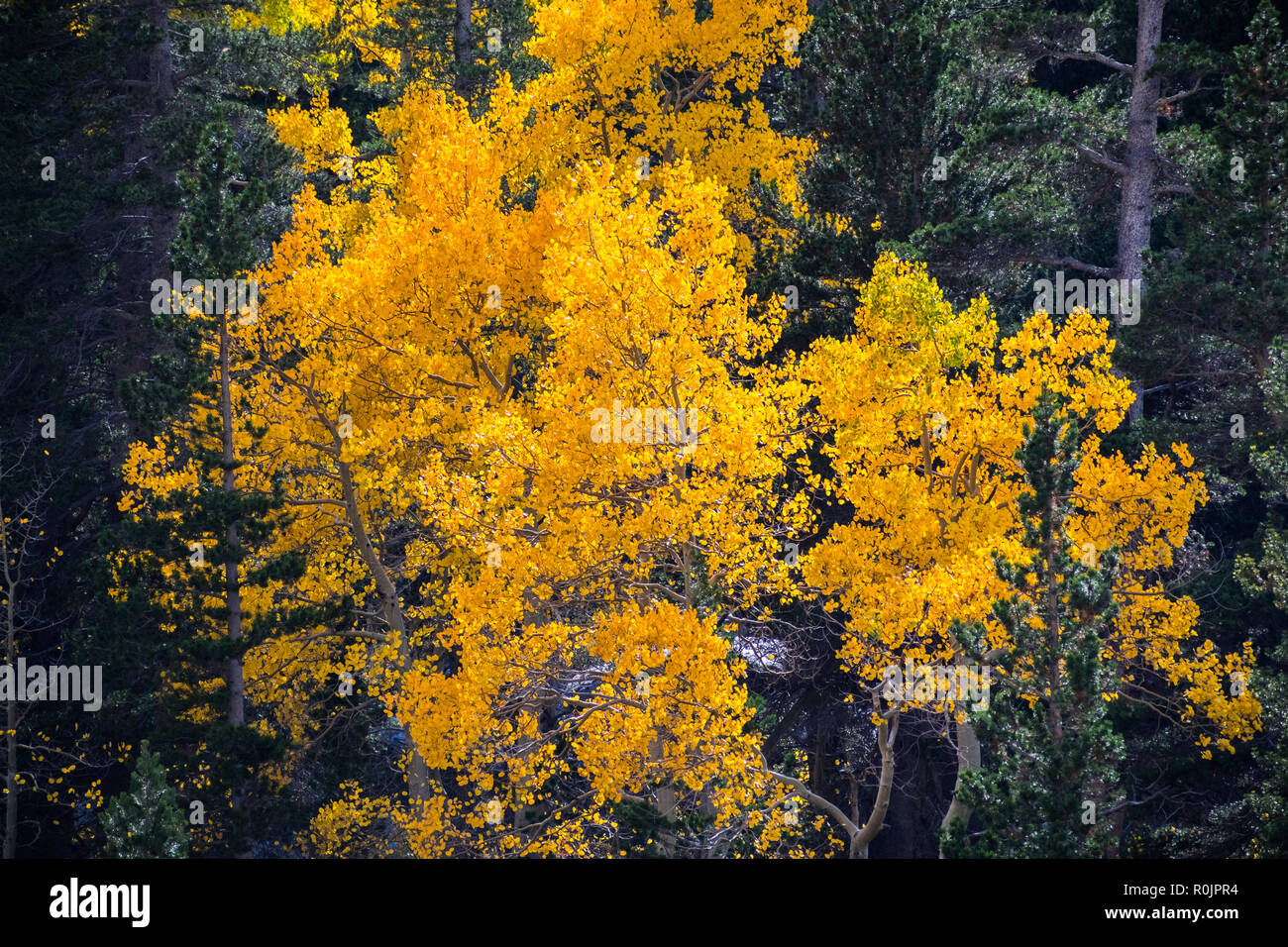 Colorful aspen trees surrounded by an evergreen forest in the Eastern ...