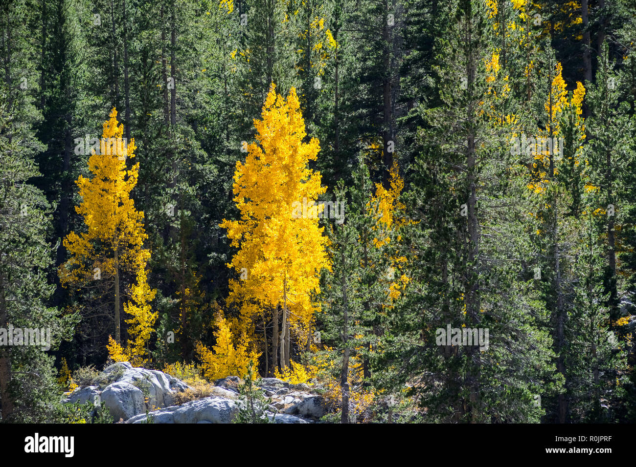 Colorful aspen trees surrounded by an evergreen forest in the Eastern ...