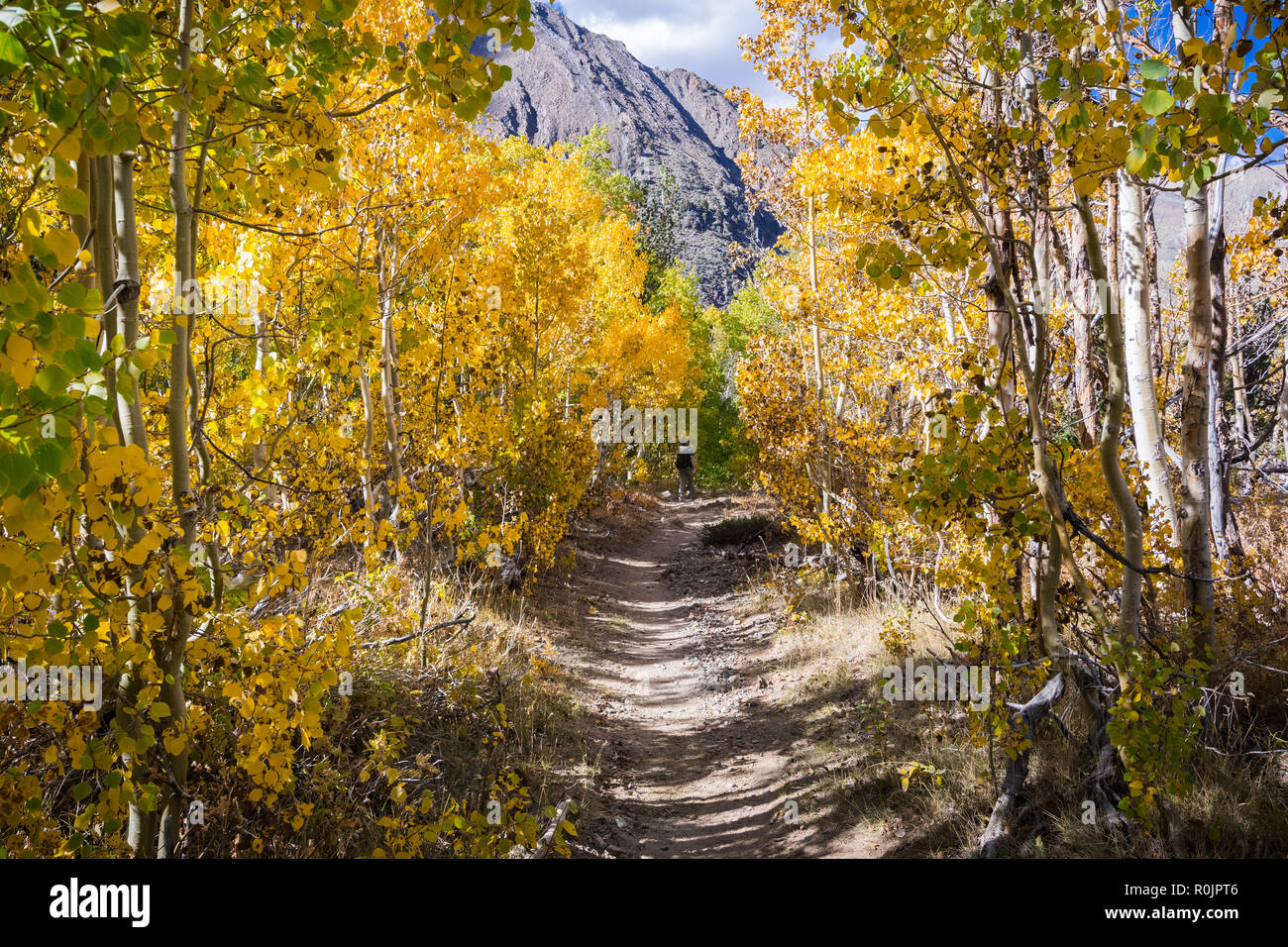 Hiking trail going through a grove of aspen trees in the Eastern Sierra ...