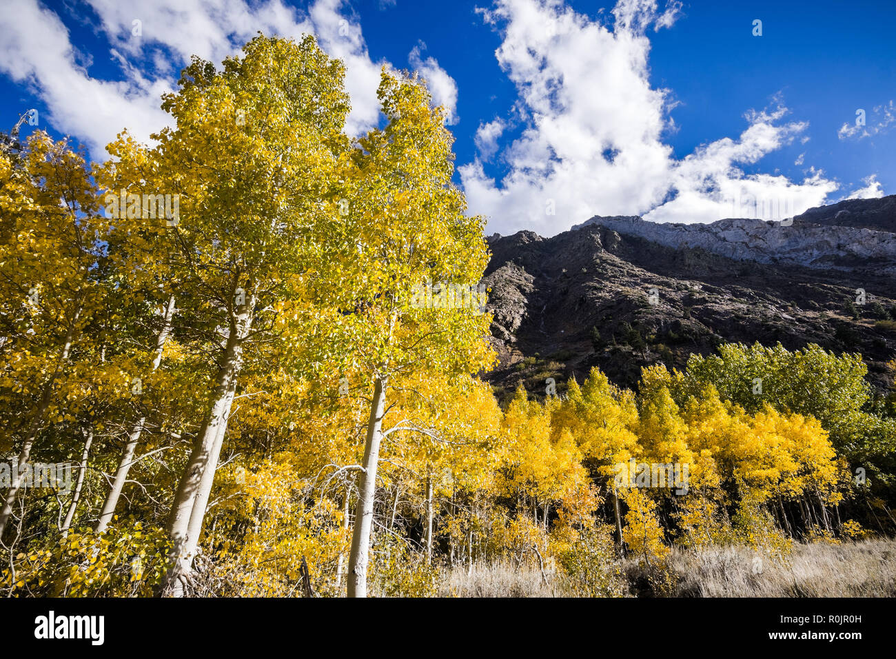 Grove of aspen trees on a sunny fall day; Eastern Sierra mountains ...