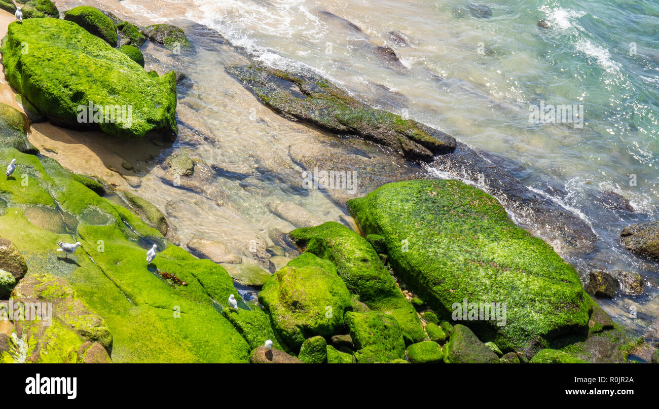 Seagulls on algae covered rocks at the south end of Bondi Beach Sydney ...