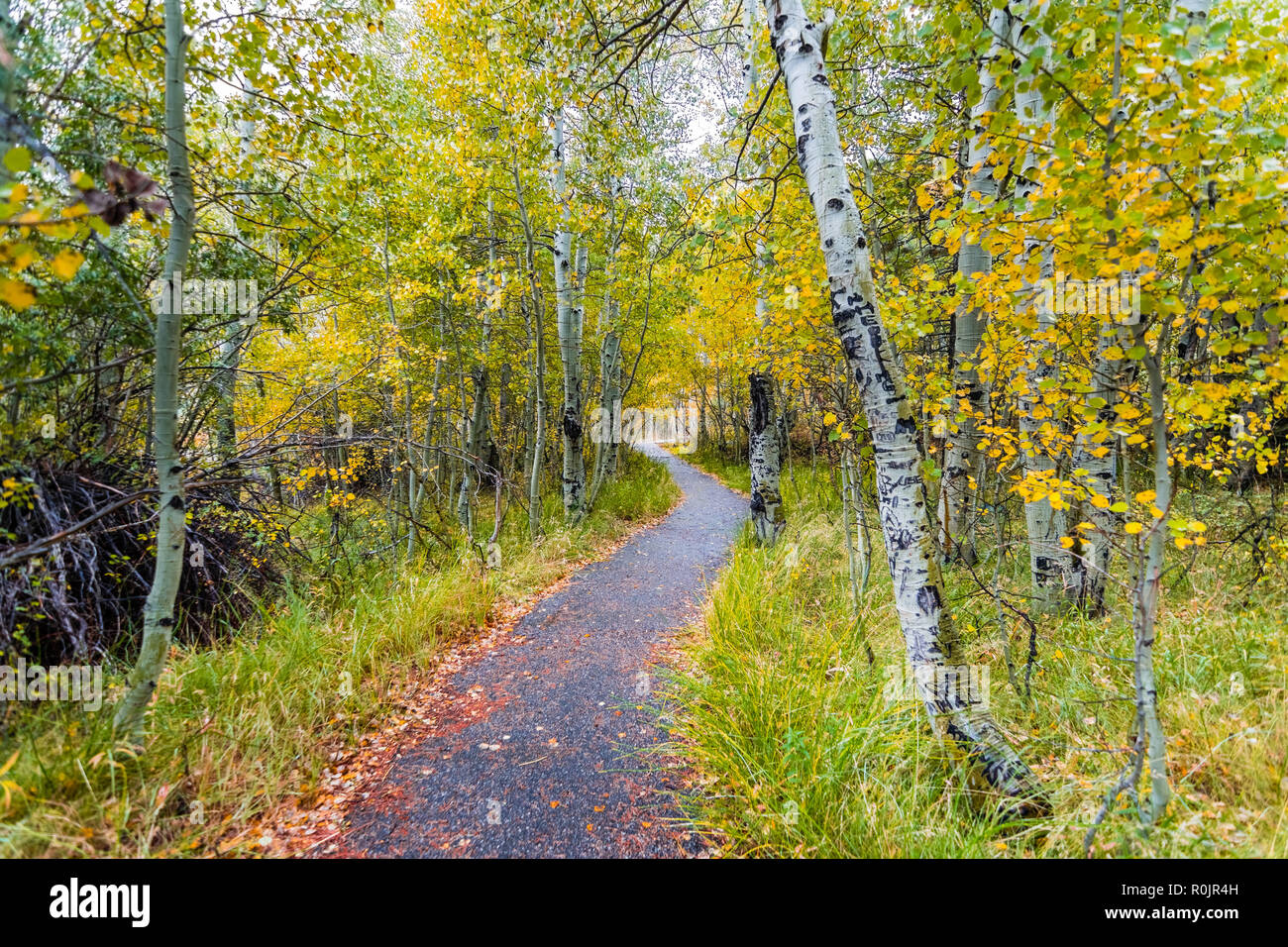 Walking path through an aspen tree grove dressed in autumn foliage on a ...
