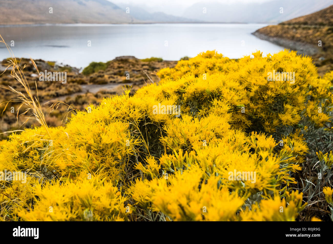 Chamisa hi-res stock photography and images - Alamy