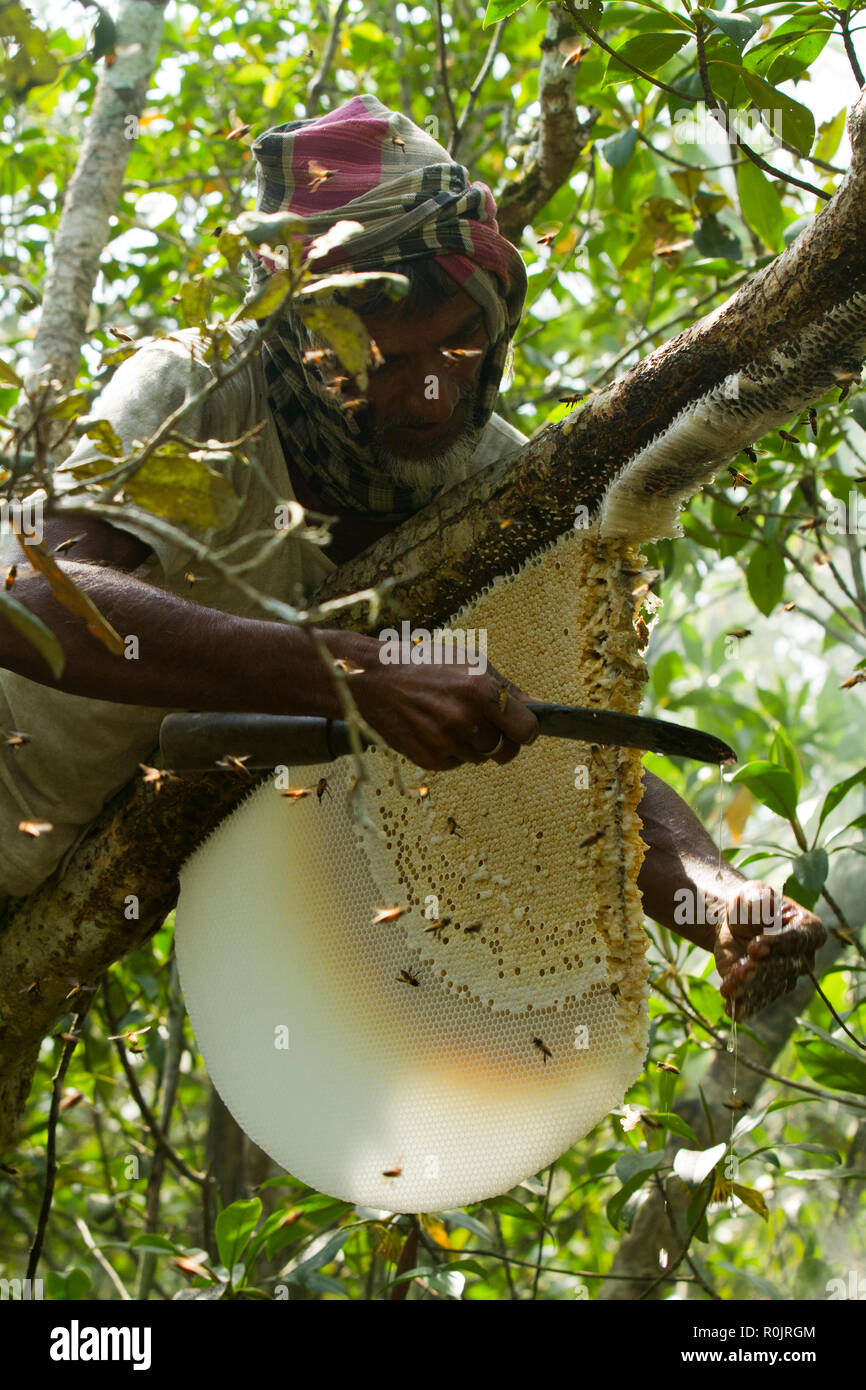 Honey collector locally known as “Mawal” breaks a honeycomb to get ...