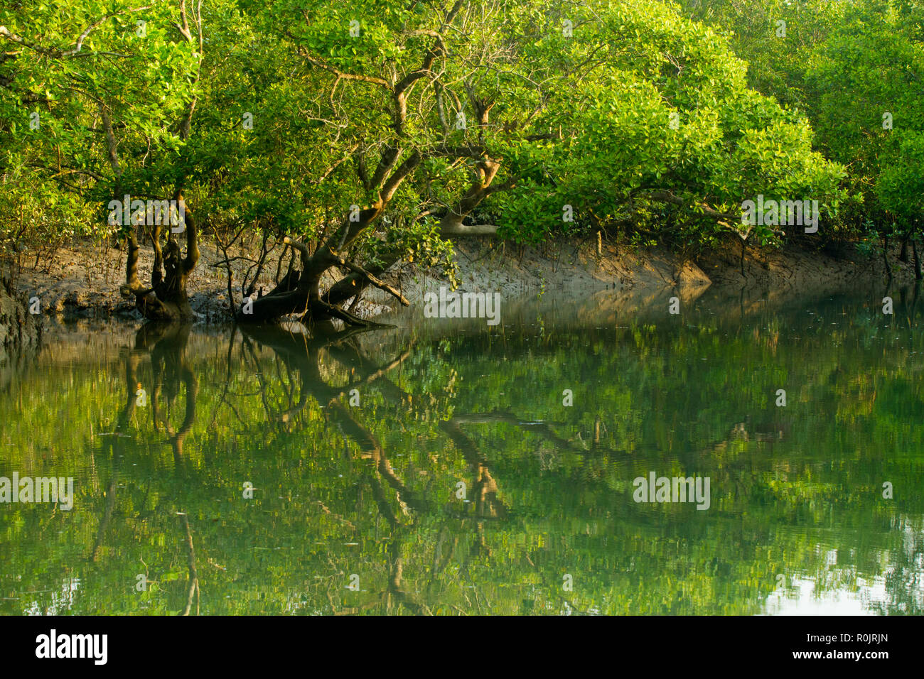 A view of the Sundarbans at Burigoalini area of Satkhira range. It is a ...