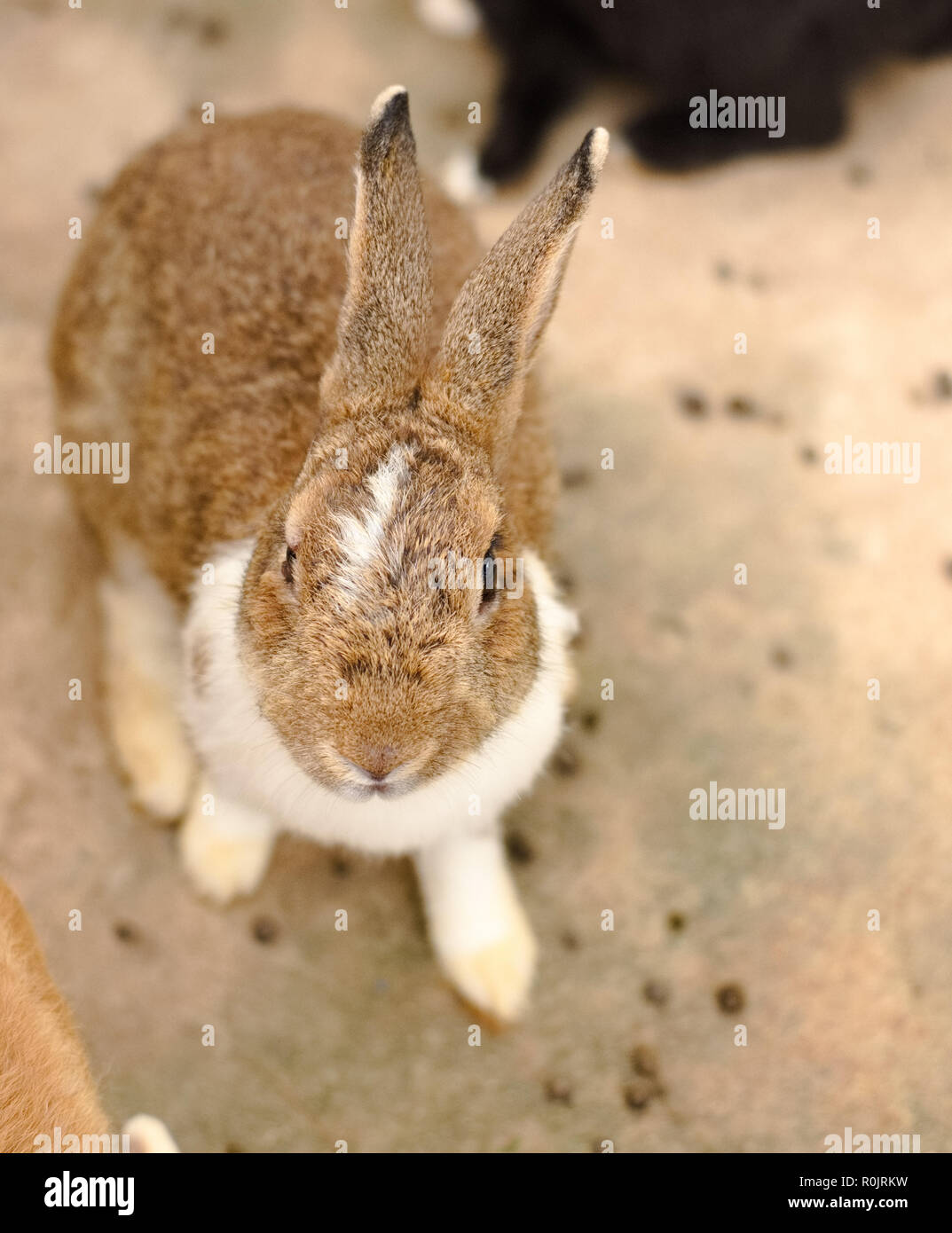 Zoo rabbit hi-res stock photography and images - Alamy