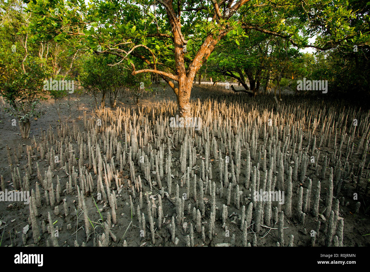 A view of the Sundarbans at Burigoalini area of Satkhira range. It is a ...