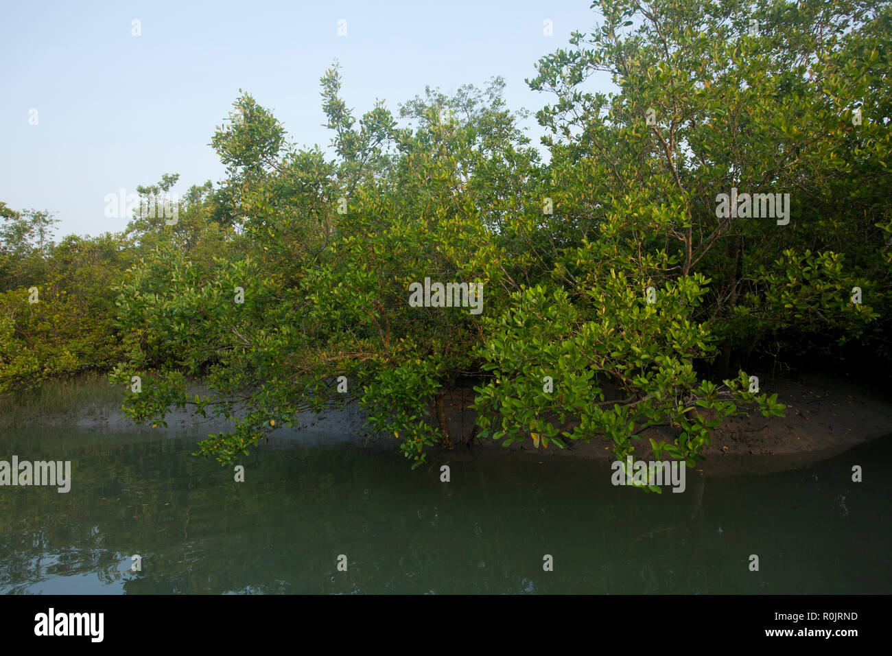 A view of the Sundarbans at Burigoalini area of Satkhira range. It is a ...