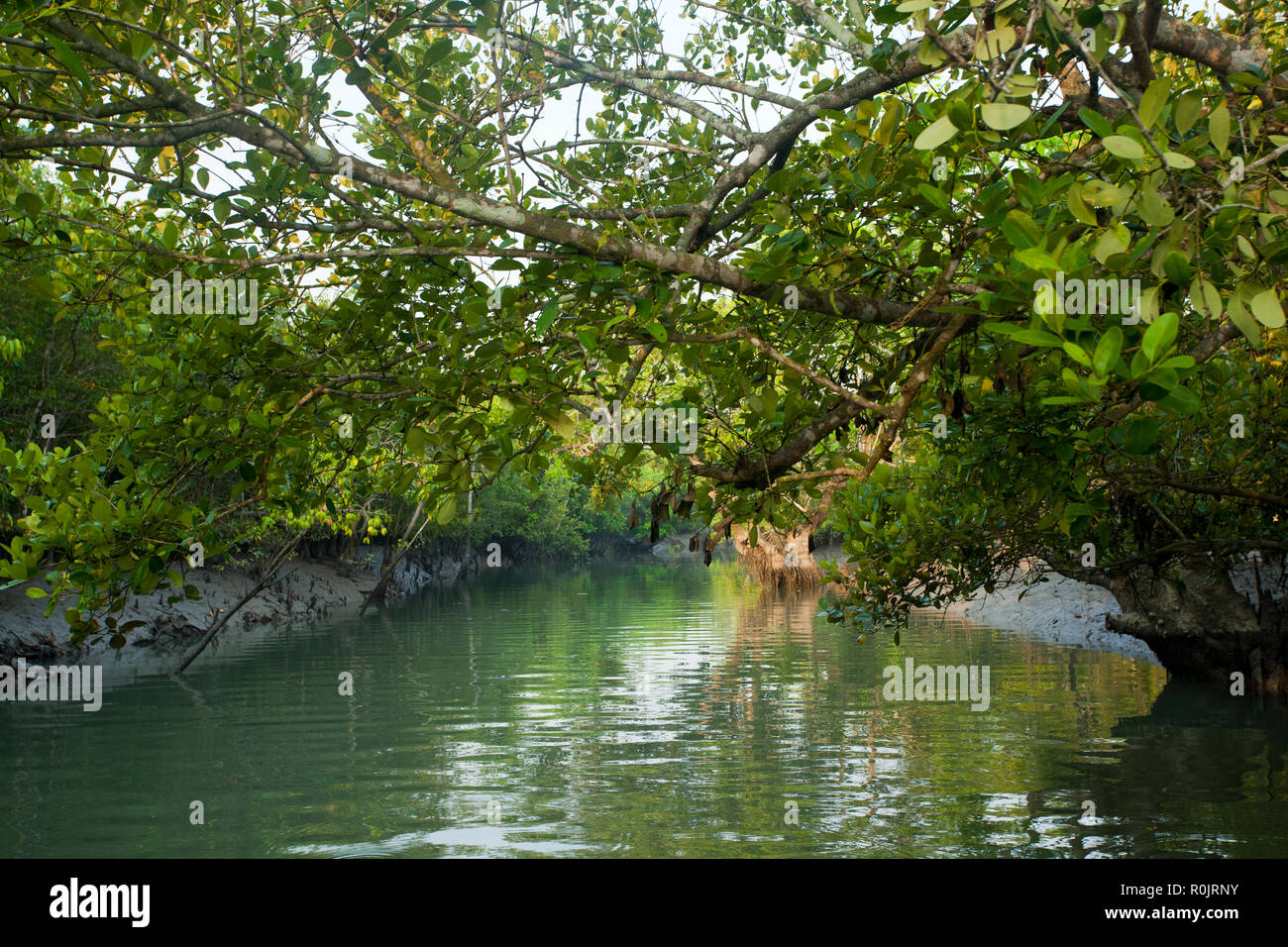 A view of the Sundarbans at Burigoalini area of Satkhira range. It is a ...