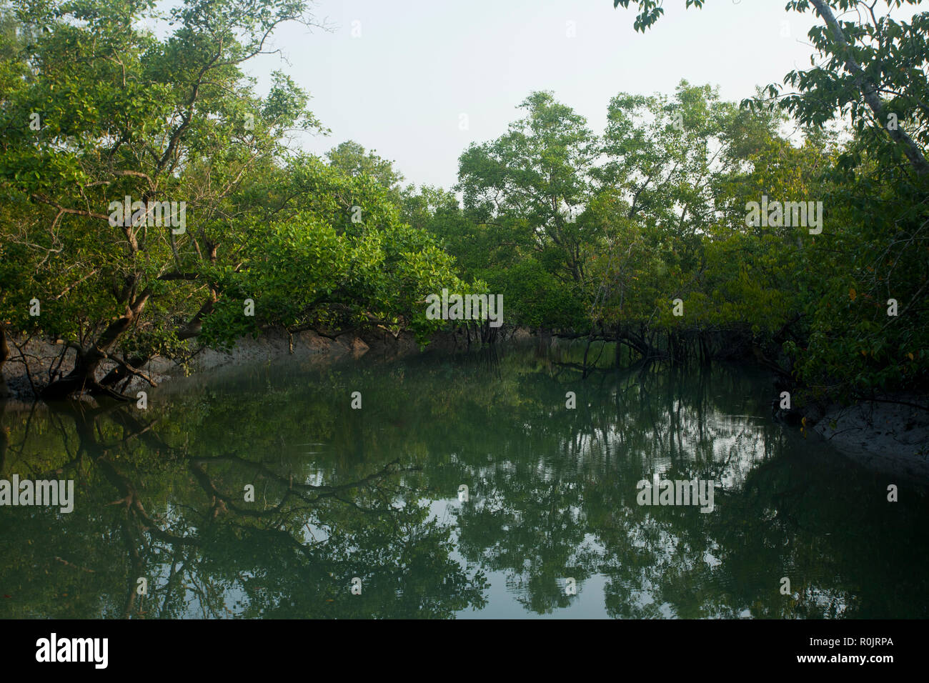 A view of the Sundarbans at Burigoalini area of Satkhira range. It is a ...