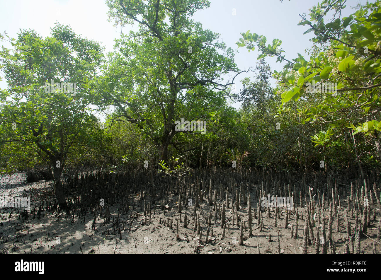 A view of the Sundarbans at Burigoalini area of Satkhira range. It is a ...