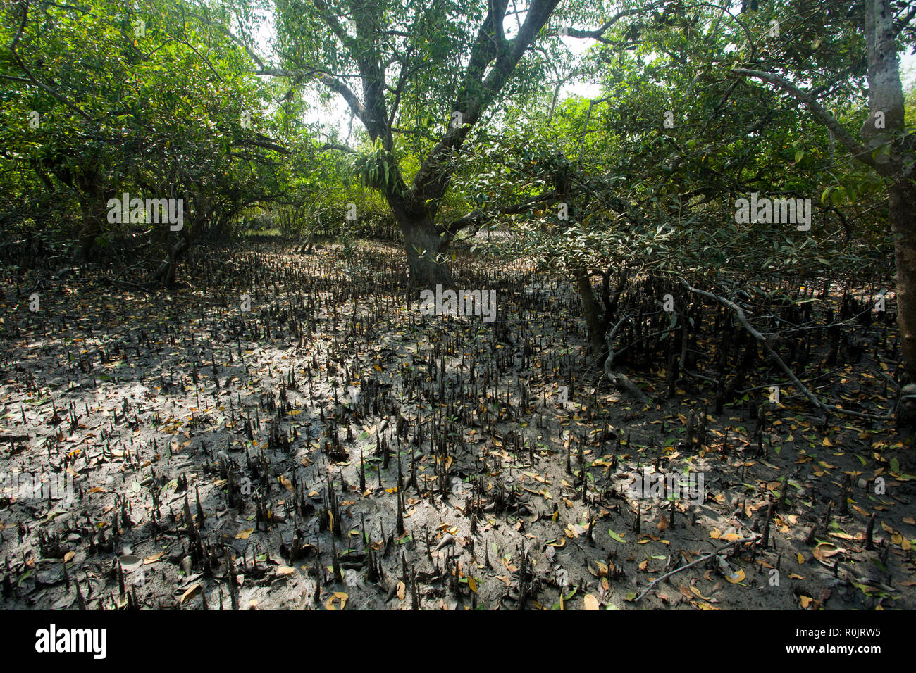 A view of the Sundarbans at Burigoalini area of Satkhira range. It is a ...