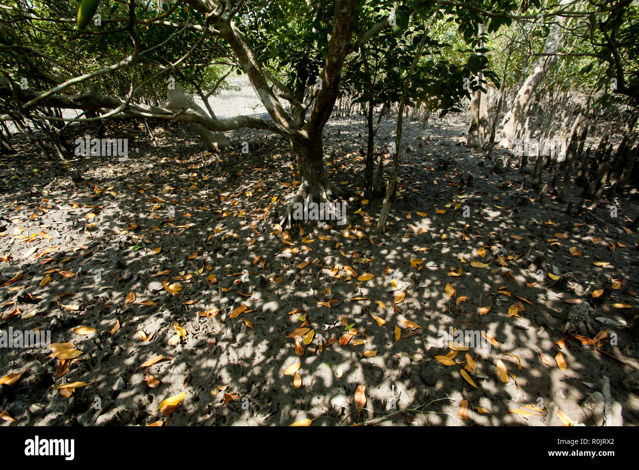 A view of the Sundarbans at Burigoalini area of Satkhira range. It is a ...