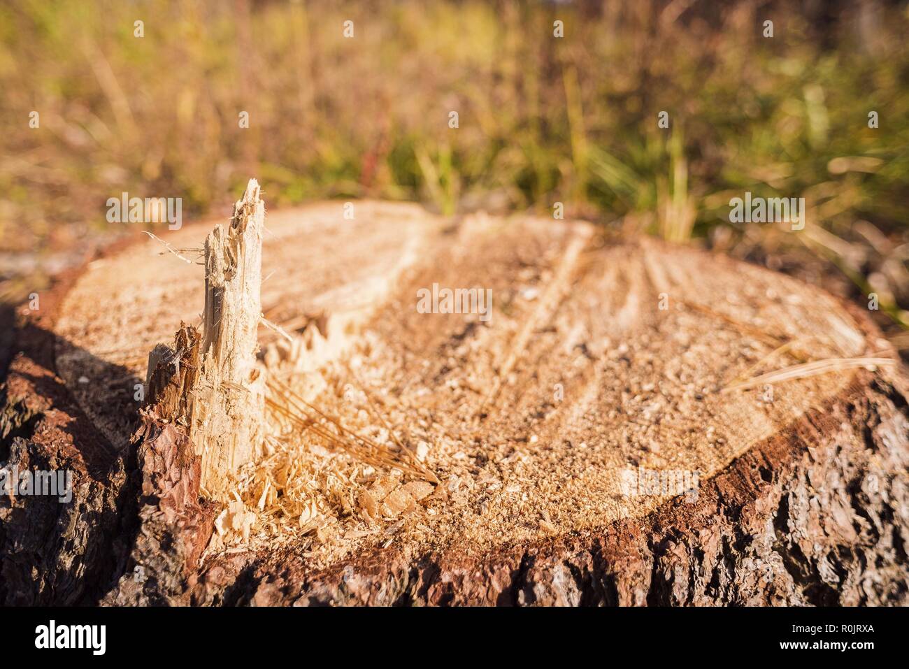 Cut tree stump Stock Photo - Alamy