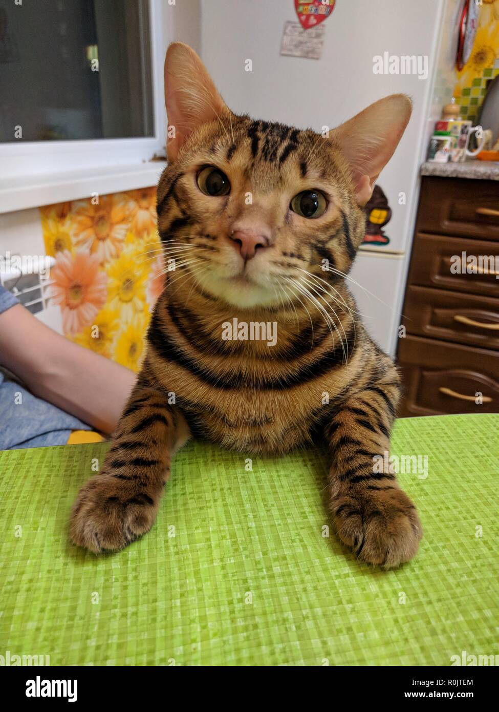 Bengal Cat Adult Domestic High Resolution Stock Photography and Images ...