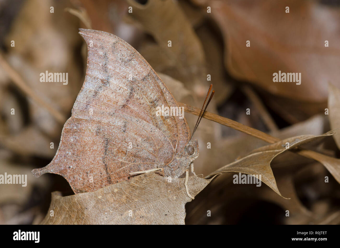 Goatweed Leafwing, Anaea andria, camouflaged on forest floor Stock ...