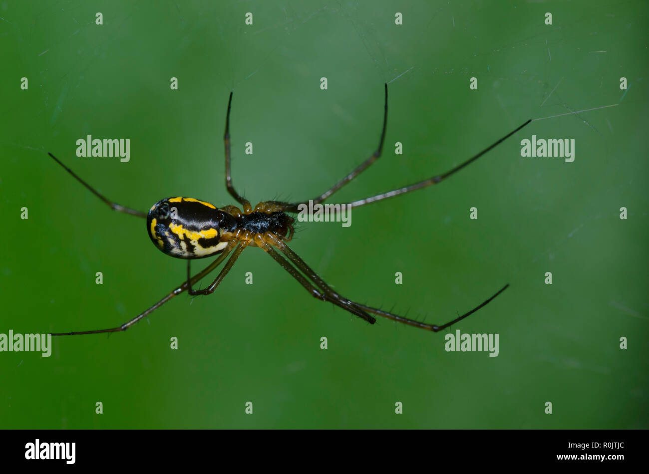 Sheet web spider hi-res stock photography and images - Alamy