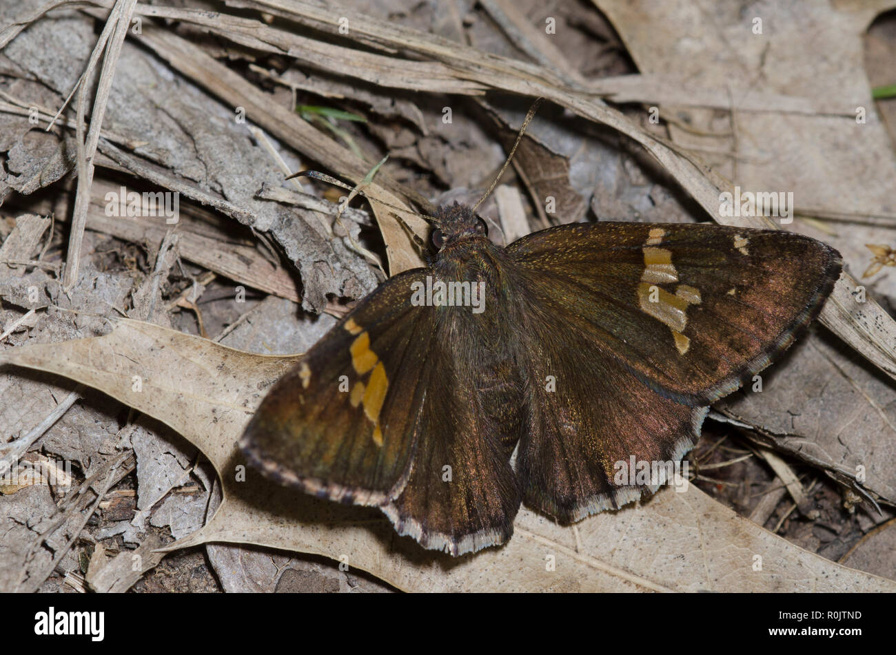 Dorsal edge hi-res stock photography and images - Alamy