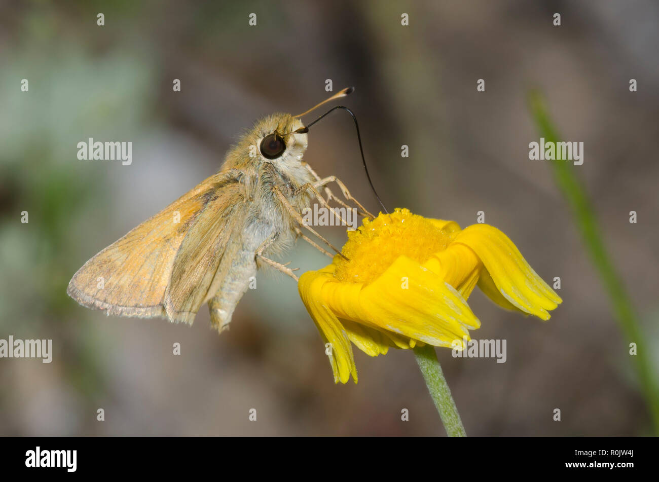 Sachem hi-res stock photography and images - Alamy