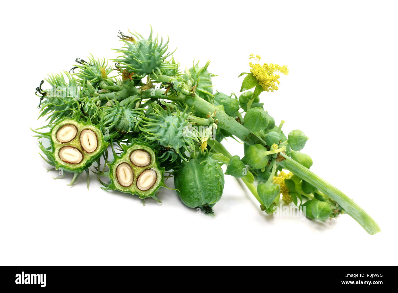 Herbal green castor beans on white background Stock Photo - Alamy