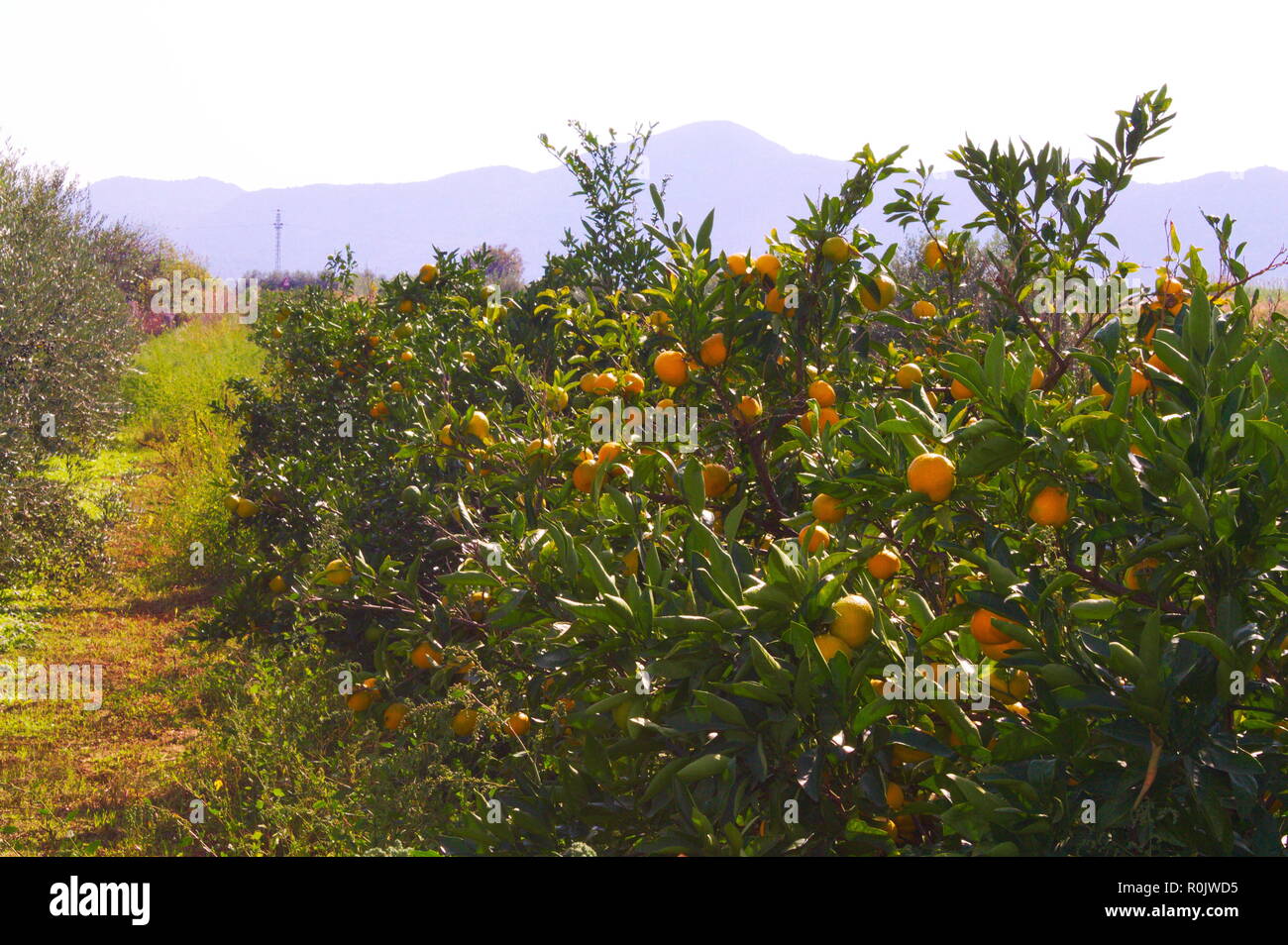 Tangerine trees hi-res stock photography and images - Alamy