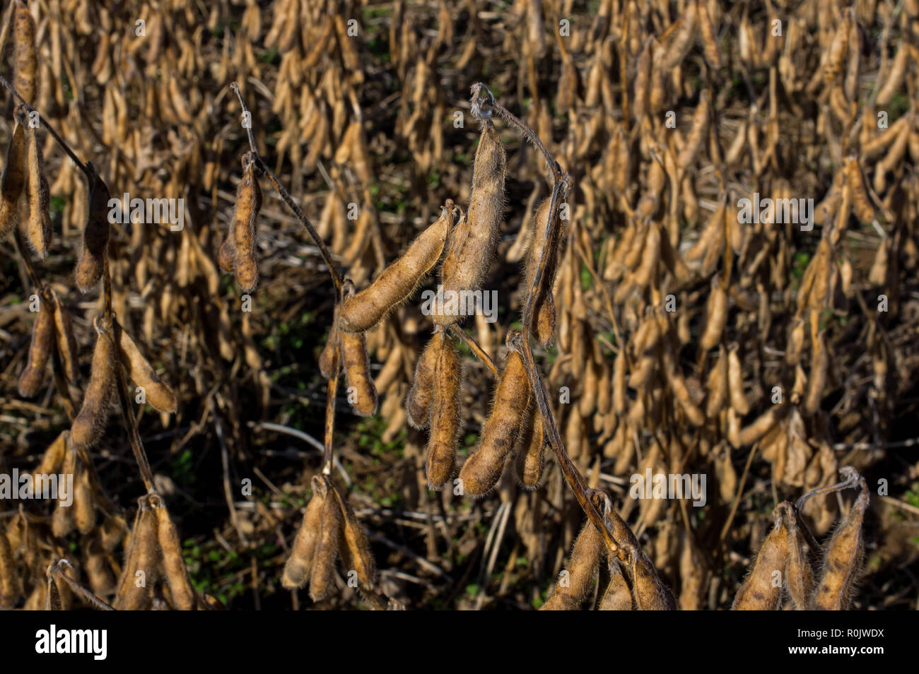 Harvest ready field of soybeans in the morning sun. Glycine max ...