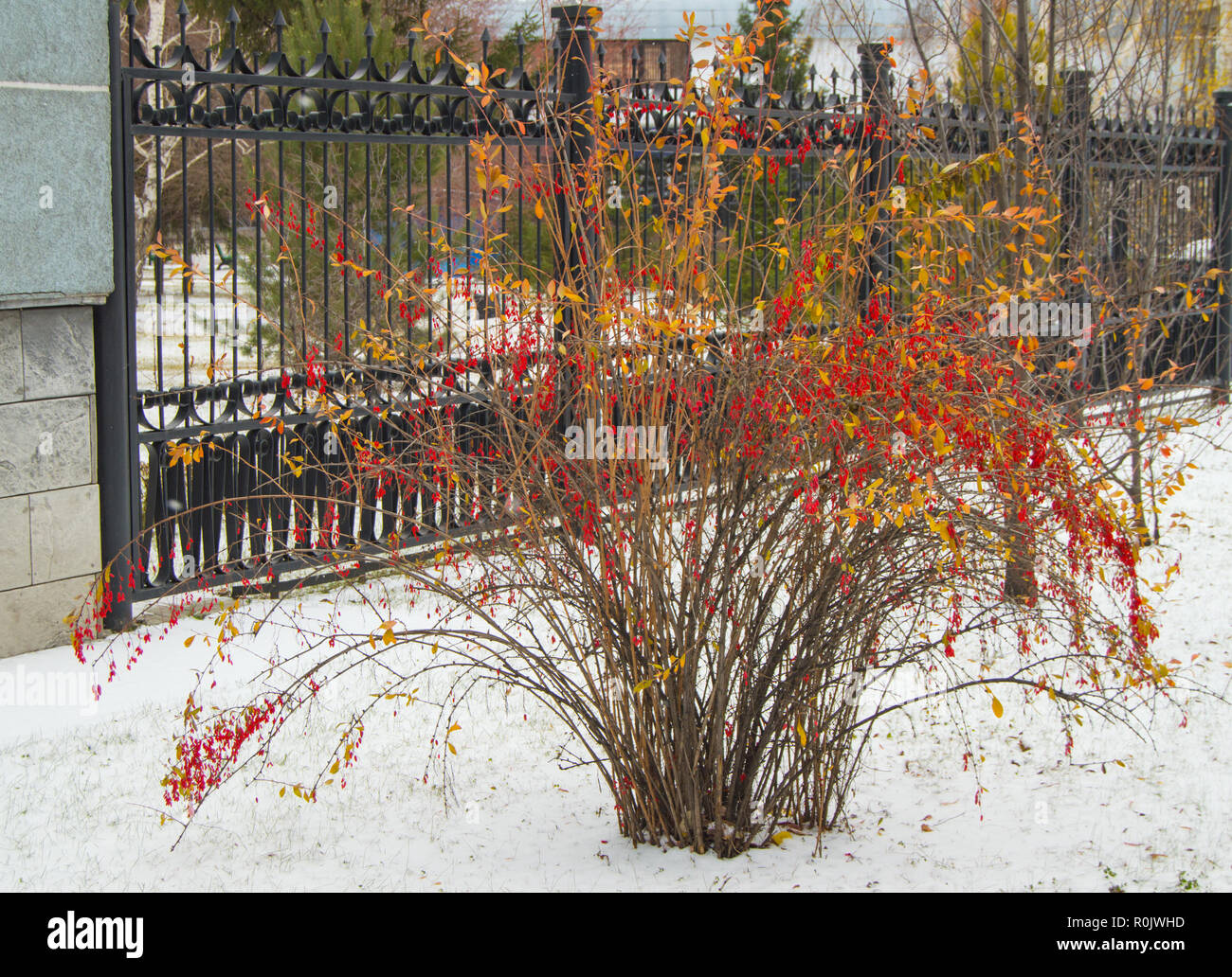 Red berries of barberry Berberis vulgaris, Berberis thunbergii, Latin ...