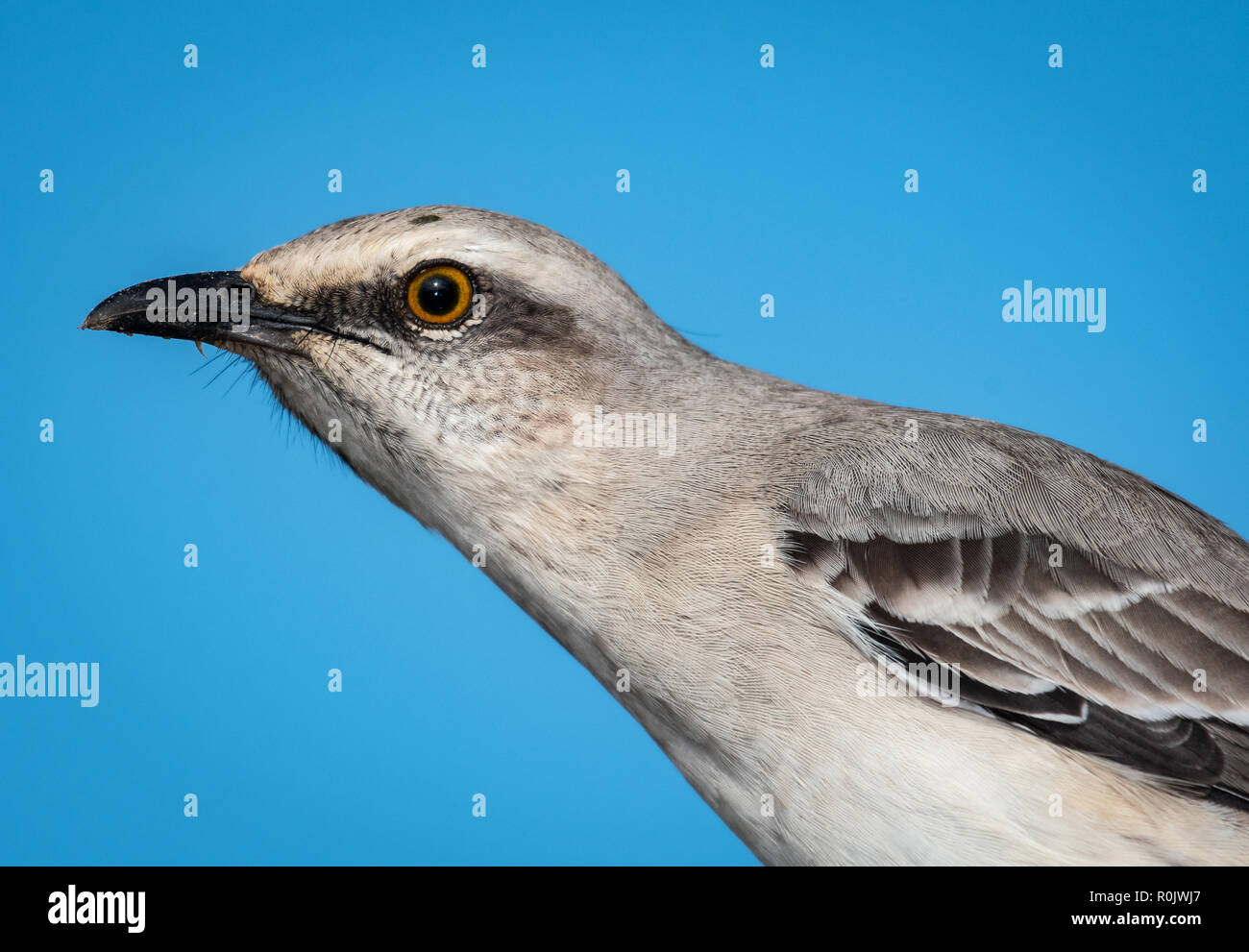 Close up of a Tropical Mockingbird in the clear sky Stock Photo - Alamy