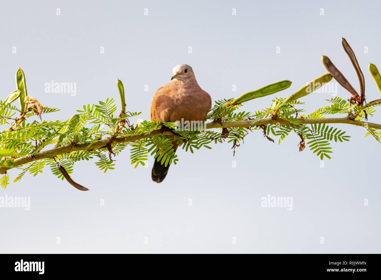 A Ground Dove perches in a Powder Puff tree Stock Photo - Alamy