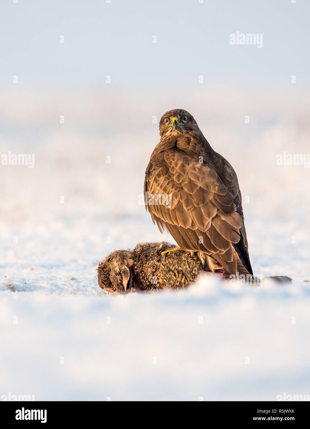 Common Buzzard feeding on a hare in snow, Koros-Maros National Park ...
