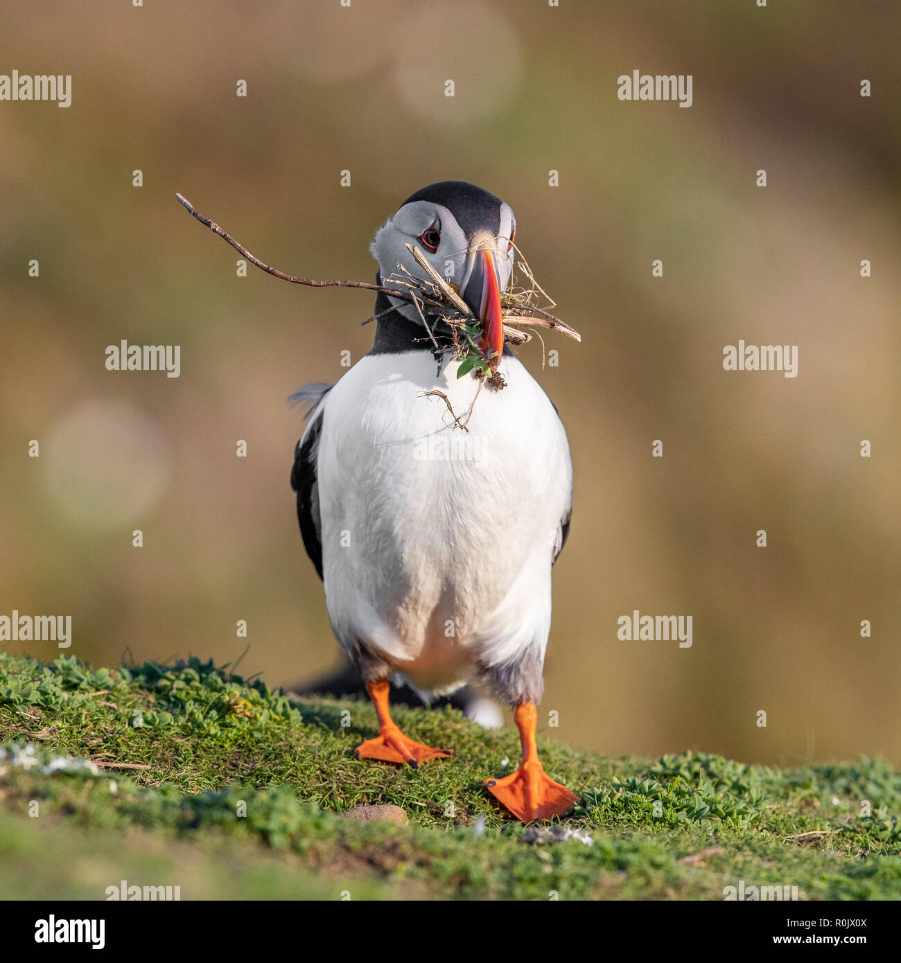 Atlantic puffin gathering nesting material hi-res stock photography and ...