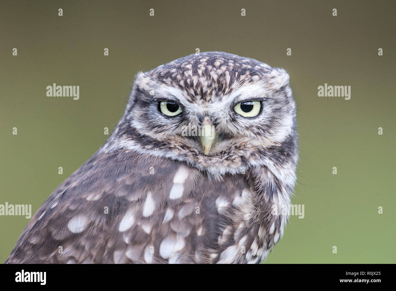 Owl in fir tree hi-res stock photography and images - Alamy