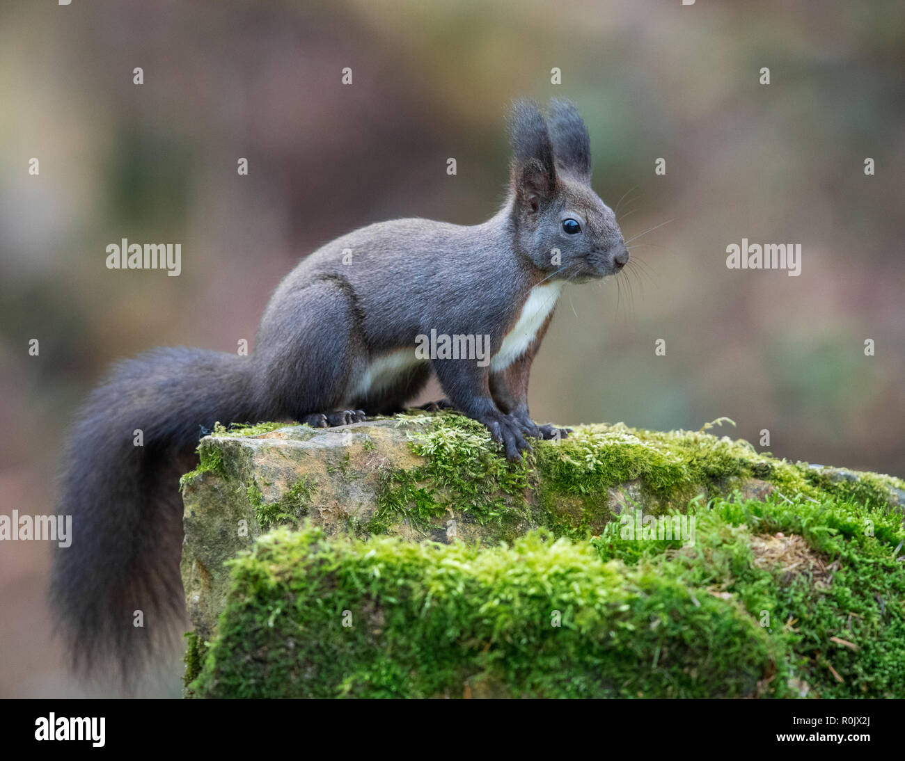 Eurasian Red Squirrel (Sciurus vulgaris) in winter coat, on a moss ...