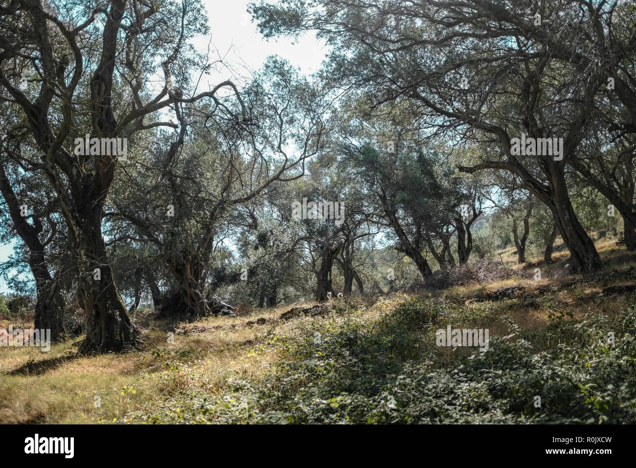 In The Grove Stock Photo - Alamy