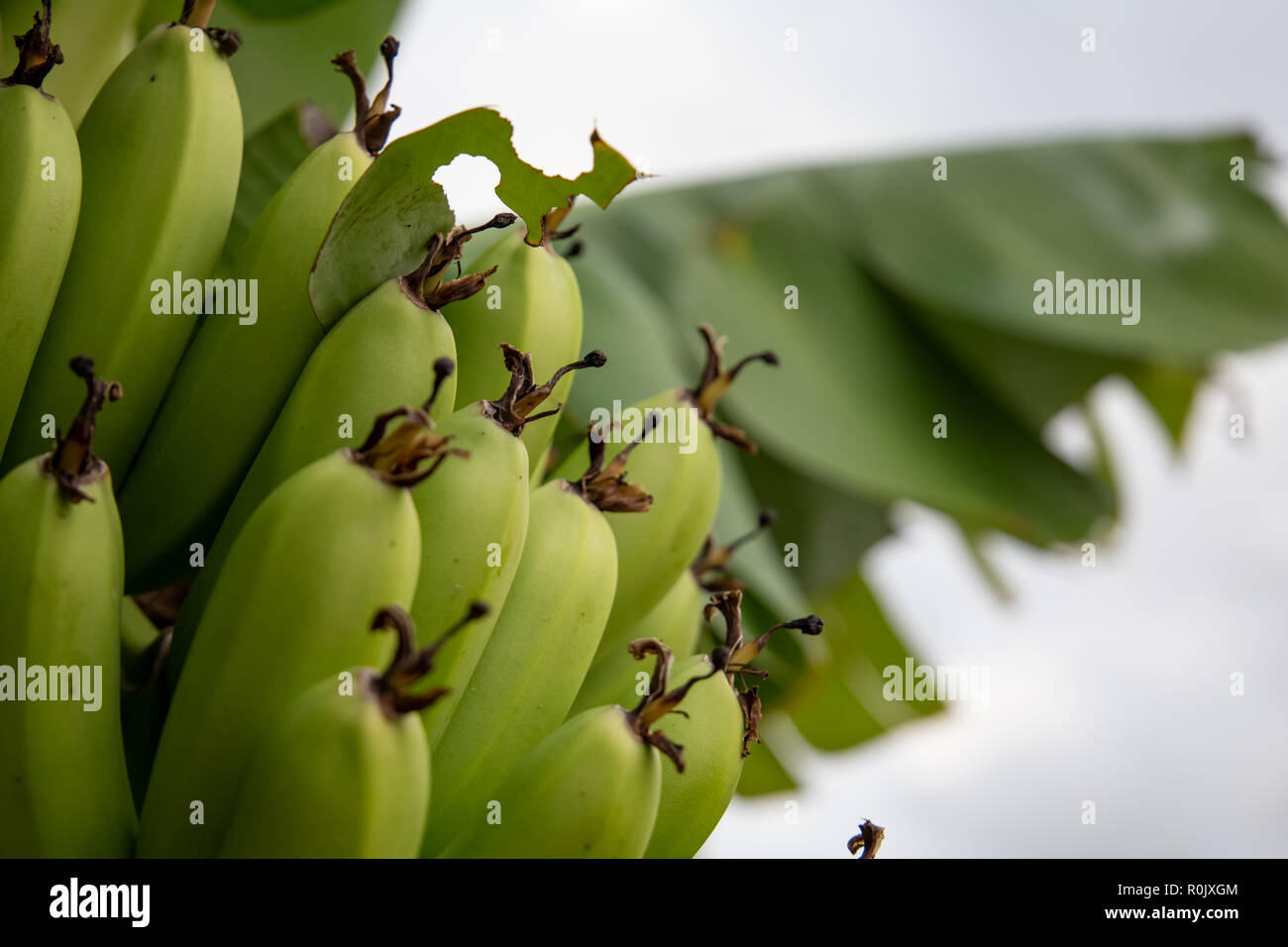Raw jungle hi-res stock photography and images - Alamy