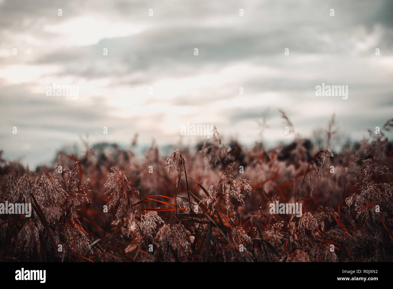 Autumn riverside grass Stock Photo - Alamy