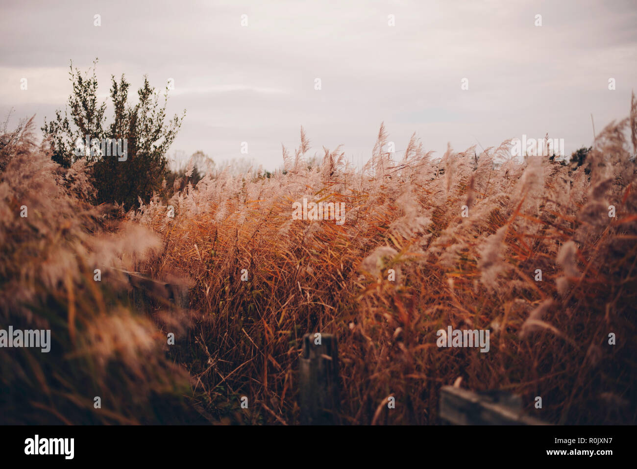 Autumn riverside grass Stock Photo - Alamy