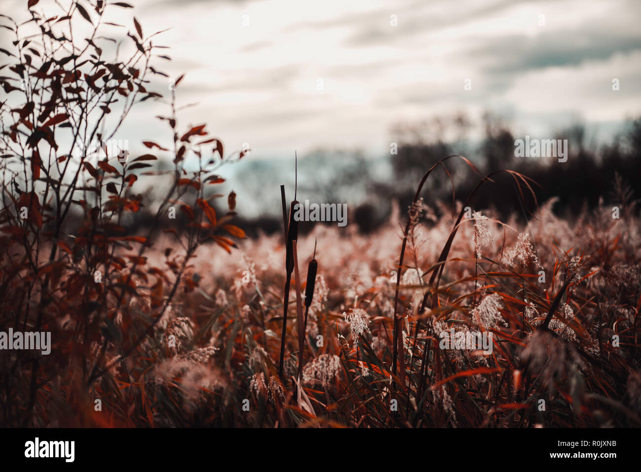 Autumn riverside grass Stock Photo - Alamy