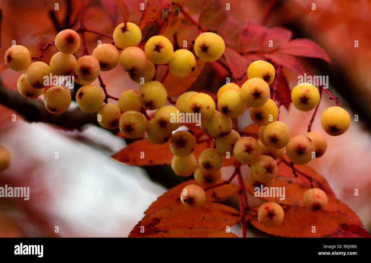 Rowan leaves yellow hi-res stock photography and images - Alamy