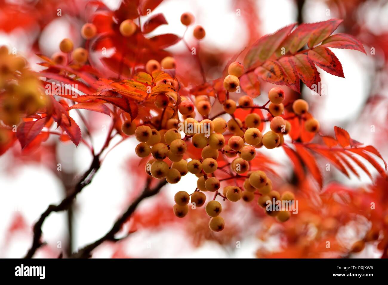 Rowan Tree Sorbus Yellow Berries High Resolution Stock Photography and ...