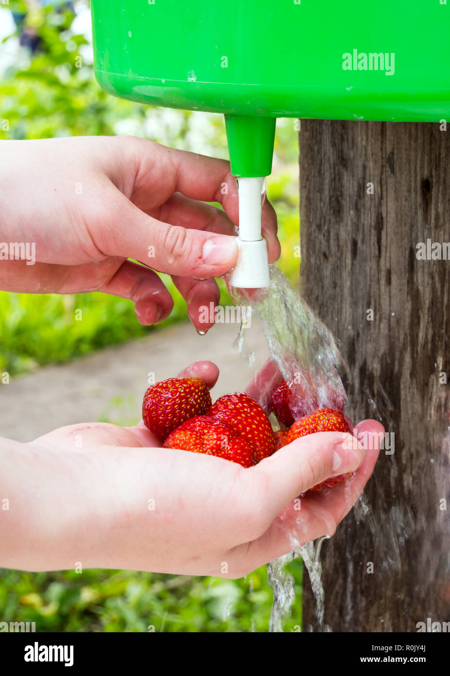 Strawberries in flowing water hi-res stock photography and images - Alamy