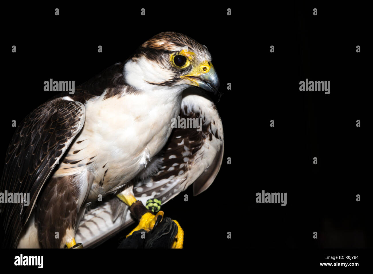 Laggar Falcon (Falco jugger Stock Photo - Alamy