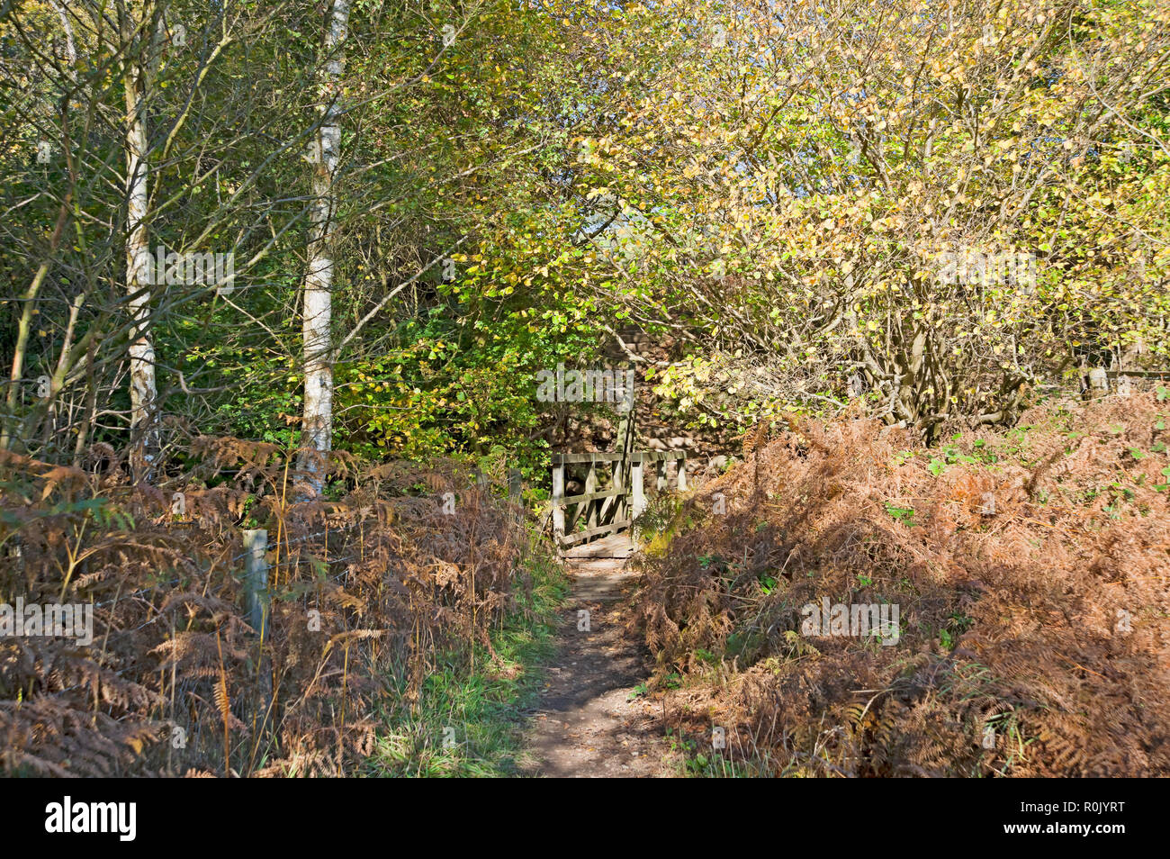 Footpath path country walk walks to Beck Hole village in autumn North ...