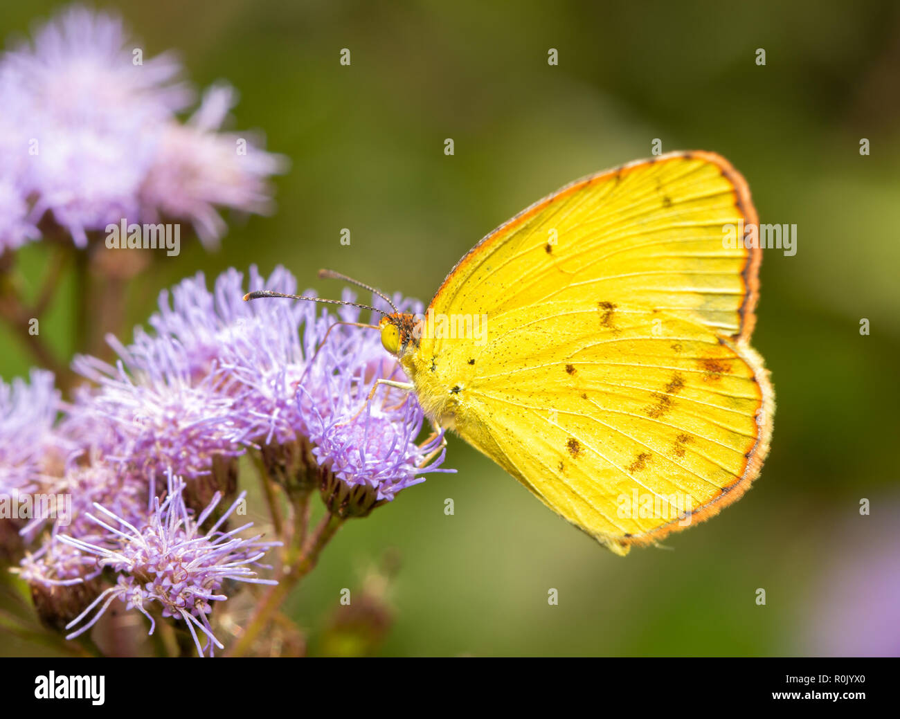Little butterfly hi-res stock photography and images - Alamy