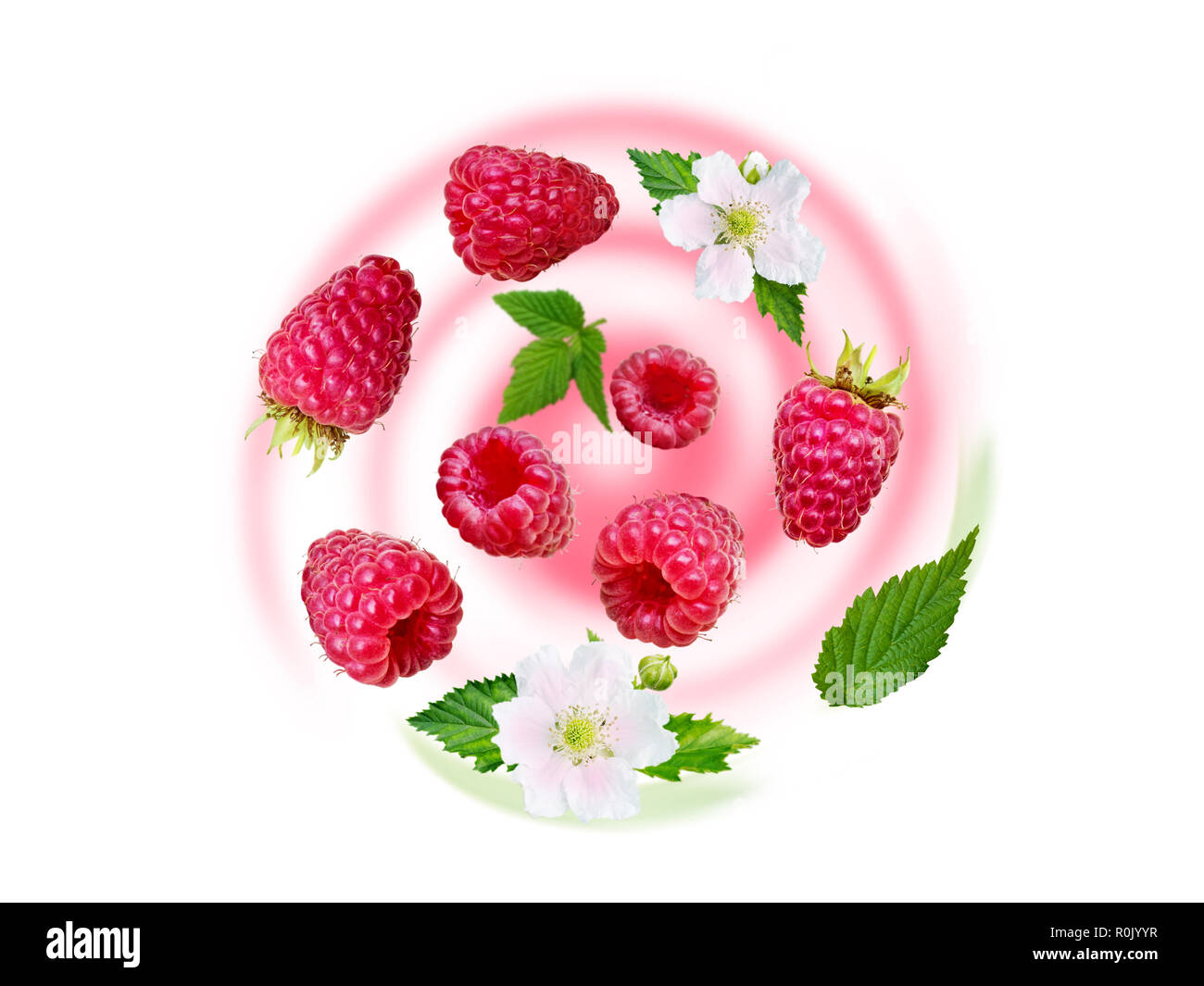 Flying raspberry swirl. Ripe and juicy red berries, fresh leaves and ...