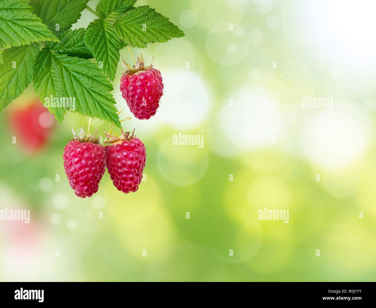 Prickles on leaves hi-res stock photography and images - Alamy
