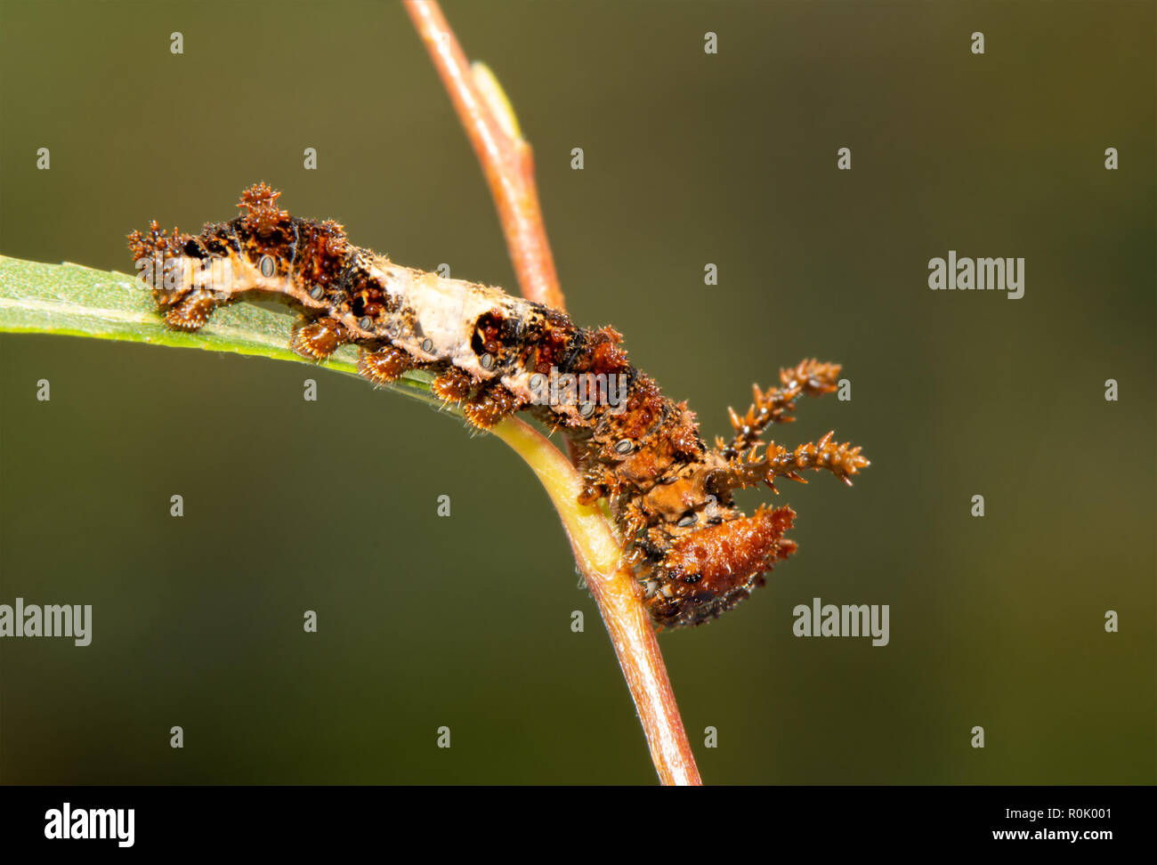 Fourth instar hi-res stock photography and images - Alamy