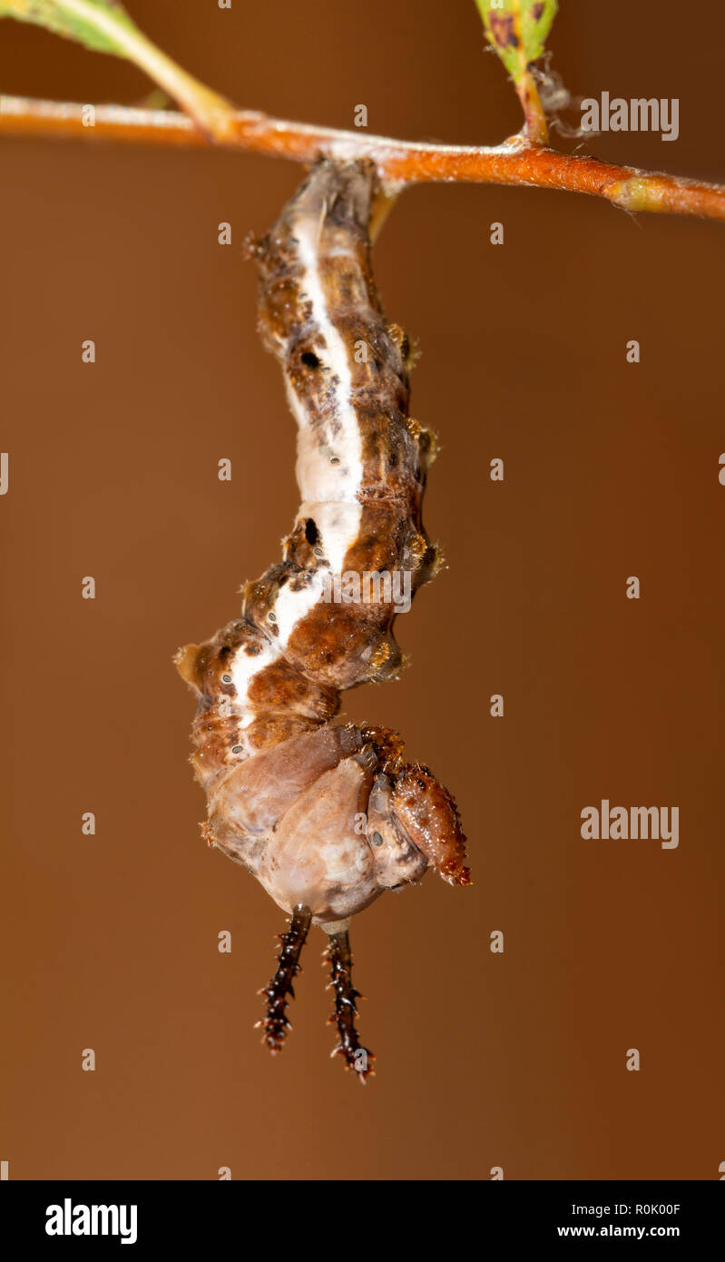 Pupa caterpillar hi-res stock photography and images - Alamy