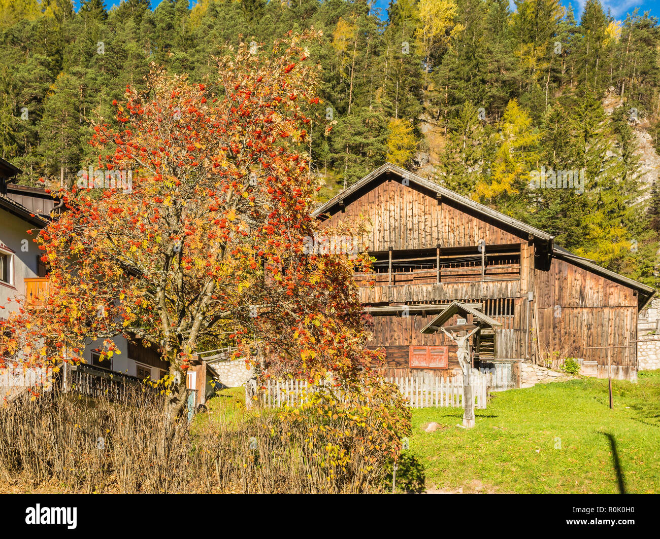 Sorbus aria tree in autumn in mountain. whitebeam or common whitebeam ...
